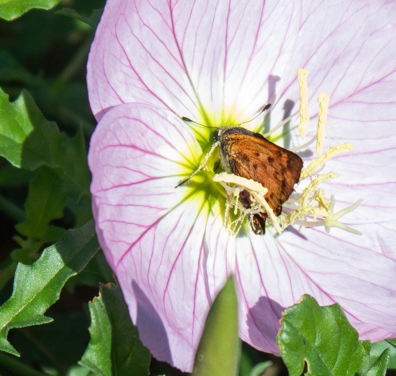 Ronald Alexander Dewees